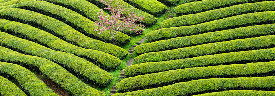 Discover the 3 seasons of tea